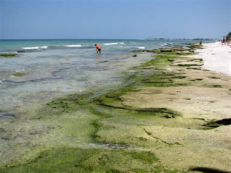 Siesta Key Point Of Rocks Beach
