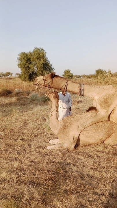 جمل كبير، جمل صغير Youtube