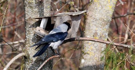 Selemonas Paltanavičius šventinė Valandėlė Lesykloje 15minlt