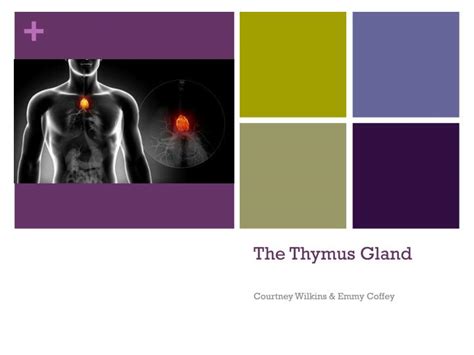 Ppt The Thymus Gland Powerpoint Presentation Free Download Id2139533