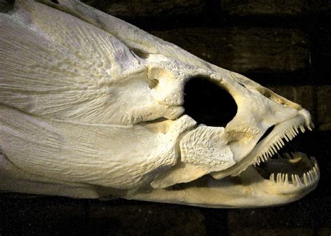Arapaima Gigas Teeth