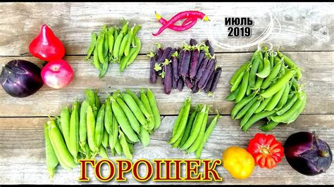 Обзор сортов зелёного горошка/ Вкусные сорта/ 5 сортов для Московской ...