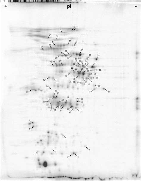 Two Dimensional Gel Electrophoretic Analysis Of The Feed Derived Diet