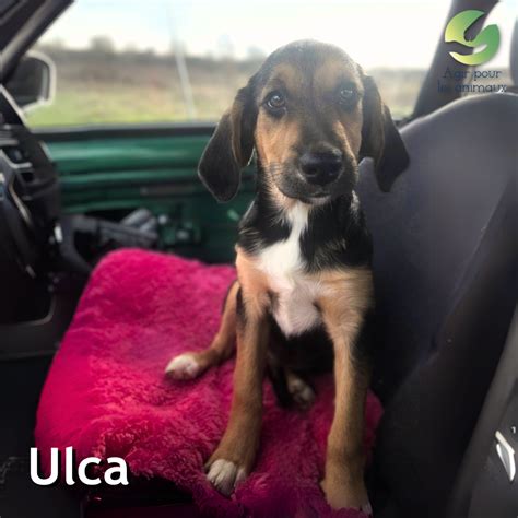 Ulca