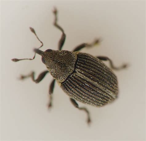 Ceutorhynchus Typhae Observation Nb 4614689 Naturbasen