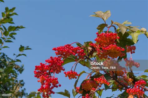 화창한 날에가 막 살 나무속 관목입니다 Guelder 로즈의 붉은 열매의 무리입니다 0명에 대한 스톡 사진 및 기타 이미지