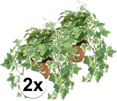X Kunstplant Klimop Groen Wit In Pot Cm Kamerplant Groen Witte Klimop Bol