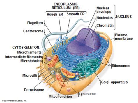 Gen Bio 1 Exam 1 Flashcards Quizlet