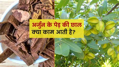 अर्जुन की छाल कौन कौन सी बीमारी में काम आती है Arjun Bark Uses In
