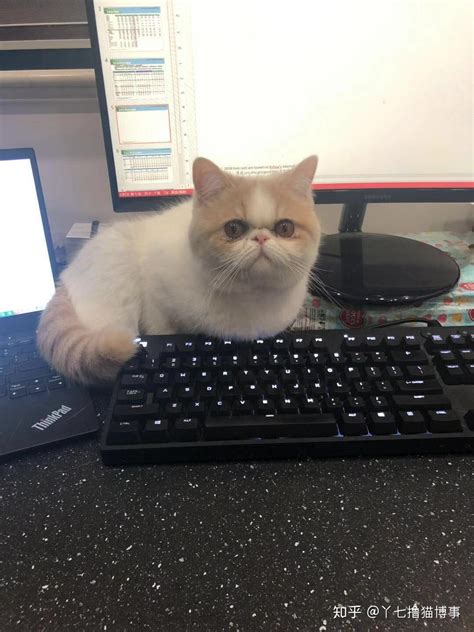 猫咪总是喜欢踩键盘打扰工作怎么办 知乎
