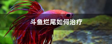 斗鱼烂尾如何治疗 鱼百科