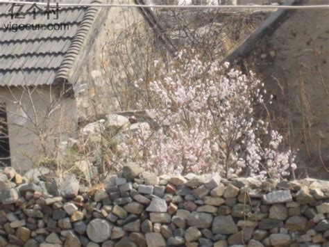 稗子刘家村图片 山东省威海市乳山市白沙滩镇稗子刘家村