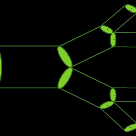 A Hierarchical Branching Network A Visual Depiction Of The Successive