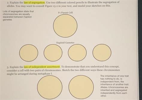 solved 2 explain the law of segregation use two different