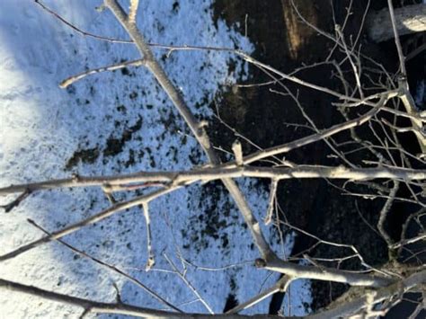 How To Prune Apple Trees 🍏 🌳 A Step By Step Guide For Healthier Trees