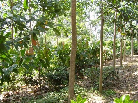 Cocoa Dept Of Export Agriculture