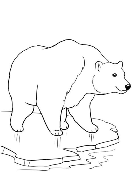Disegno Di Orso Polare Da Colorare Disegni Da Colorare E Stampare