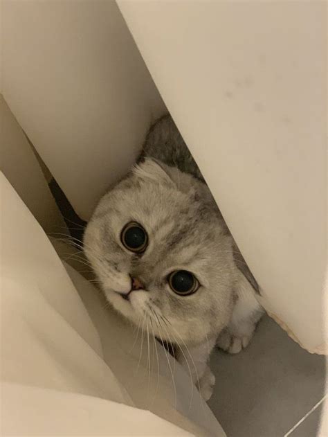 Cute🐾 Panosundaki Pin Bebek Kedi Şirin Kedi Sevimli Yavru Kediler