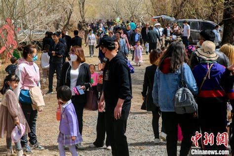 新疆哈密伊吾县以花为媒助力乡村振兴图