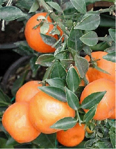 Myrtle Leaf Orange Citrus Myrtifolia Buy It Now