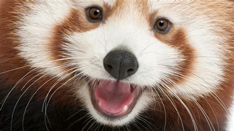 Gallery Ambiguous Animals Cbbc Bbc