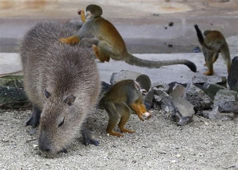 Are Capybaras Friendly 38 Cute Photos Of Unlikely Friendships Bored