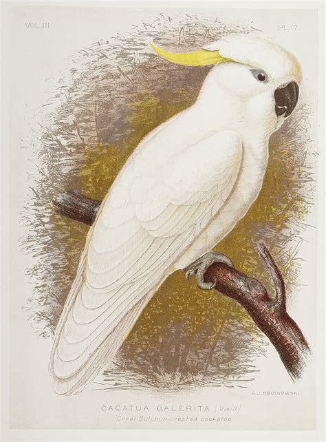 Cacatua Galerita Great Sulphur Crested Cockatoo Antique Print Map Room