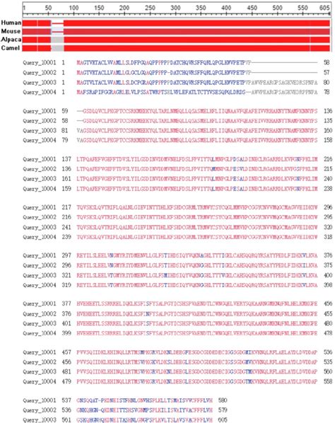 Conservative Analysis Of The Gpc3 Protein Sequence Download