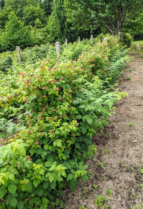 How To Contain Raspberry Bushes Back Gardener