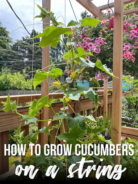 How To Trellis Cucumbers On A String