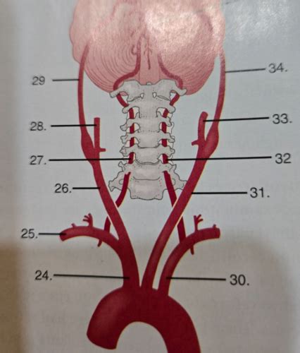 Vascular Final Flashcards Quizlet