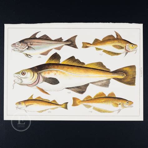 Gadidae Cod Haddock Whiting Pout Power And Whiting Original Color