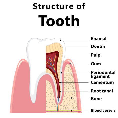 Understanding Root Canal Treatment A Step By Step Guide By Dr