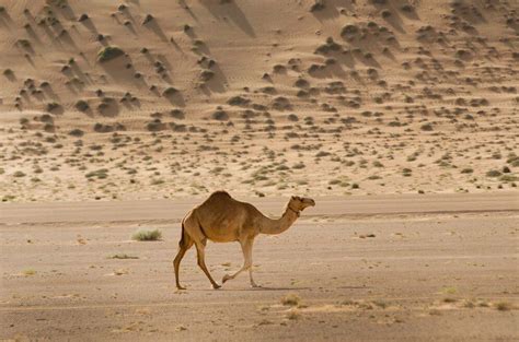 Amazing Facts You Didnt Know About Camels