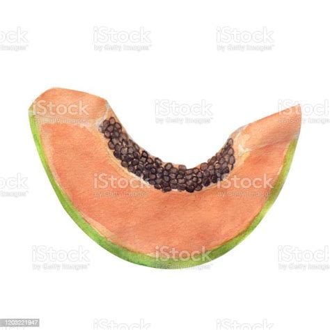 흰색 배경에 격리 된 수채화 파파야 슬라이스 그림입니다 수채화 열대 과일 파파야입니다 그려진 색 파파야 0명에 대한 스톡 벡터