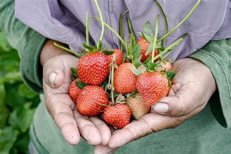 Manisnya Keuntungan Usaha Tani Dari Budidaya Strawberry