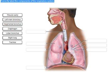 Solved Correctly Label The Components Of The Respiratory