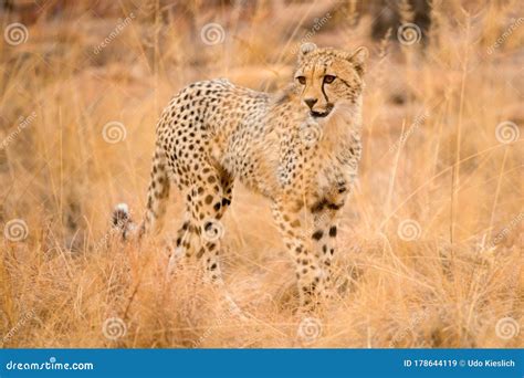 A Close Up Portrait Photograph Of A Young Cheetah Walking Through Dry