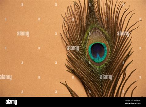 Peacock Feather Close Up Macro Photo Peacock Feather Isolated Stock