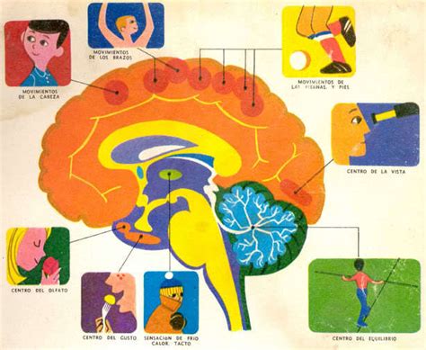 SENSACIÓN Y PERCEPCIÓN Mind Map