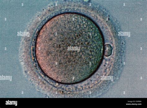 Egg Cell Microscope