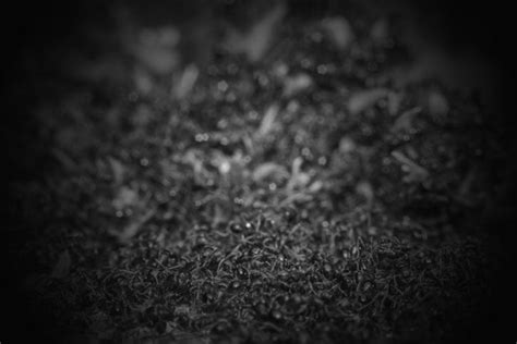 Pavement Ants Control Guide Identification DIY Removal Tips