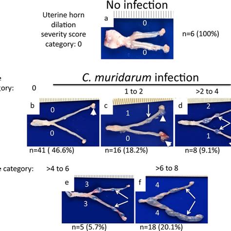 C Muridarum Induction Of Uterine Horn Dilation In 12 Strains Of Mice