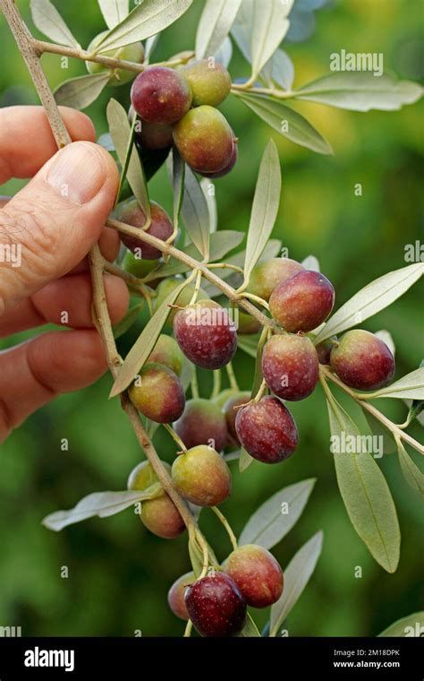 Arbequina Extra Virgin Olive Oil Hi Res Stock Photography And Images