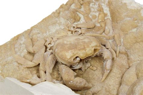 37 Fossil Crab Potamon Preserved In Travertine Turkey 279099