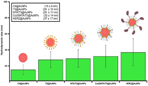 Volume Weighted Size Distribution DLS Measurements Of AuNPs After