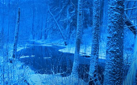 Wallpaper Sunlight Trees Landscape Forest Nature Reflection