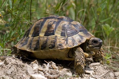 Намериха застрашени костенурки в двора на къща Gabrovo News