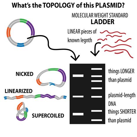Plasmid Dna