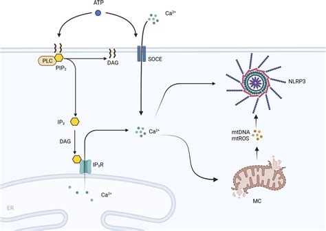 Plc Is Activated By Extracellular Atp And Hydrolyzes Pip2 In The Cell
